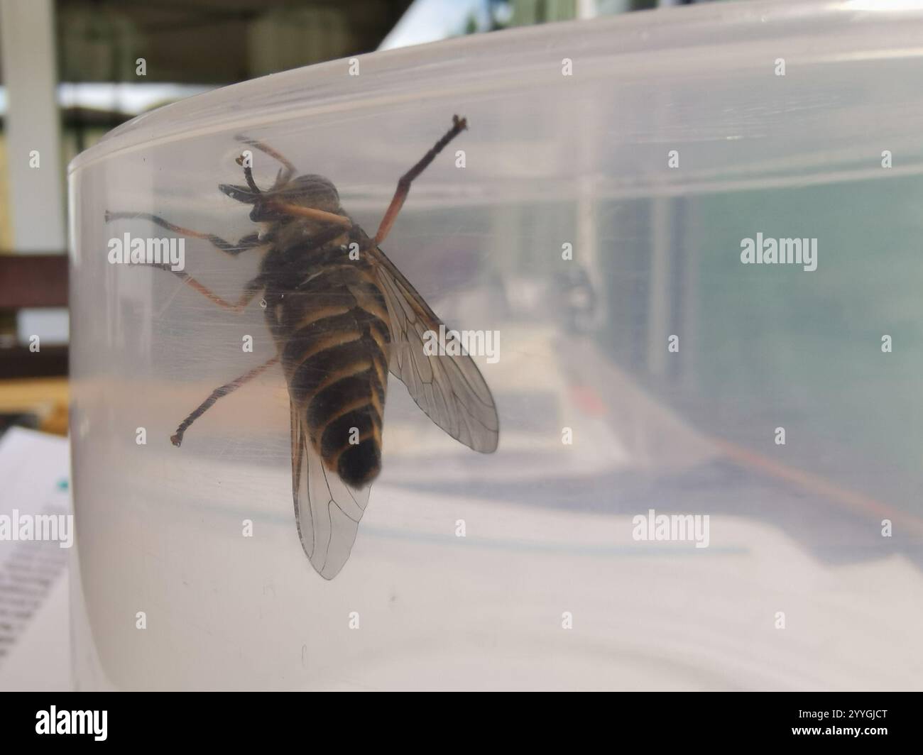 Dark Giant Horse Fly (Tabanus sudeticus Stock Photo - Alamy