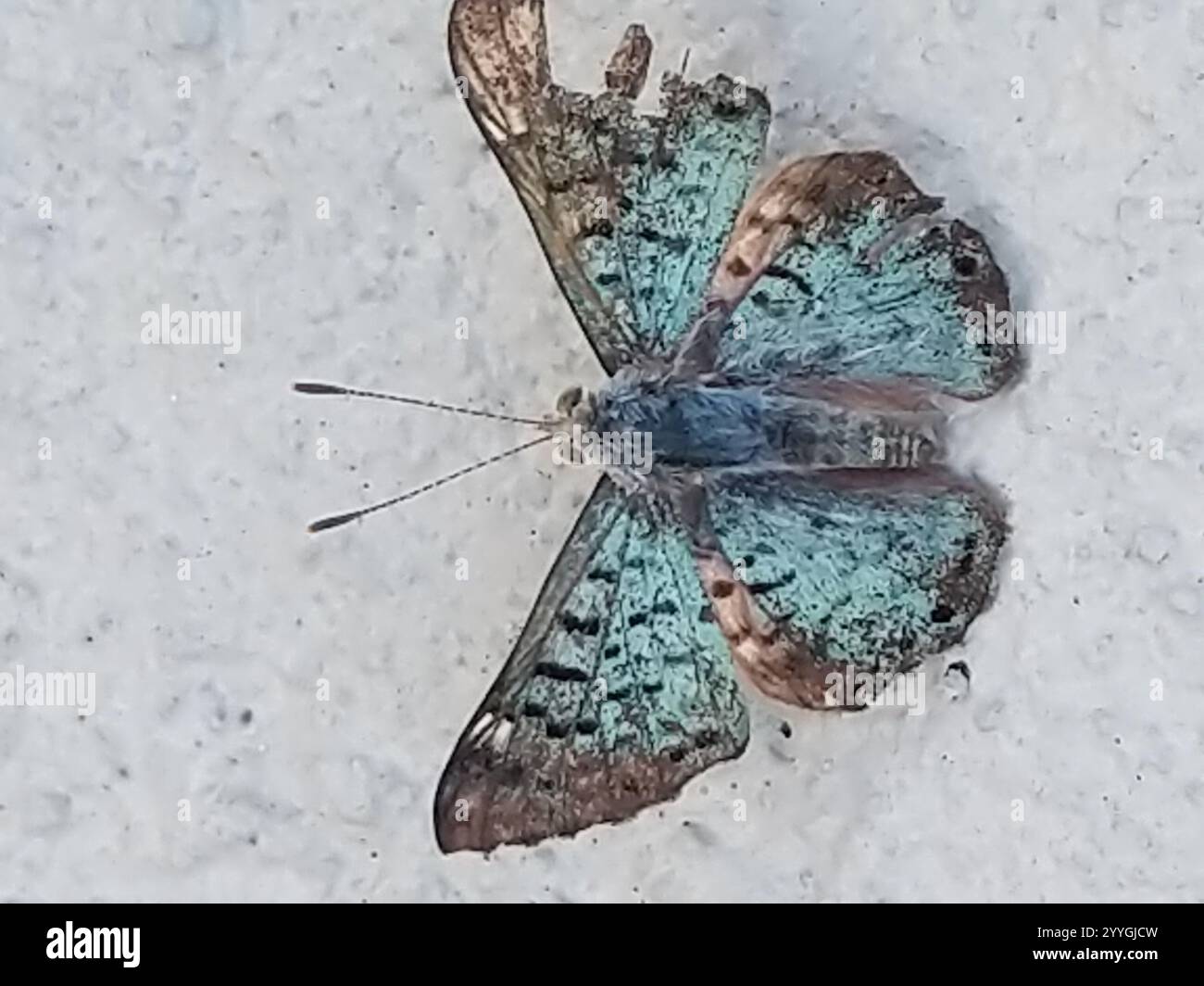 Blue Metalmark (Lasaia sula Stock Photo - Alamy