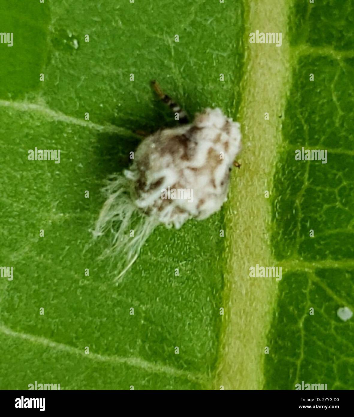 Two striped planthopper hi-res stock photography and images - Alamy