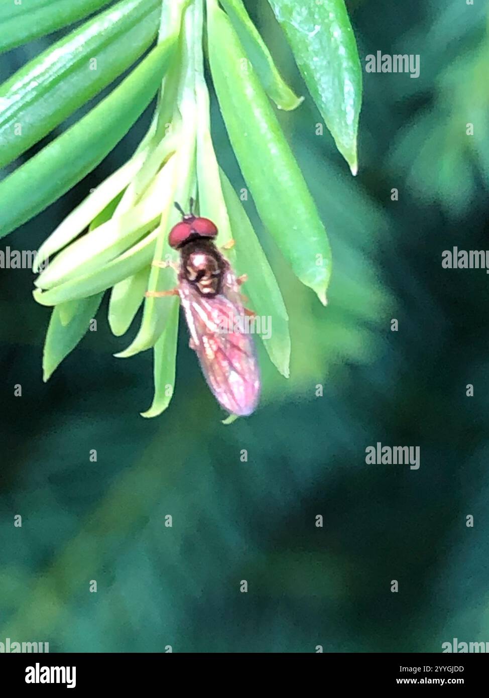 Typical Hover Flies (Syrphinae Stock Photo - Alamy