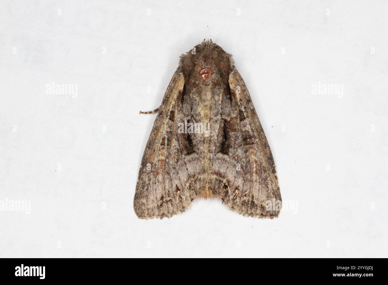 Grand Arches Moth (Lacanobia grandis Stock Photo - Alamy