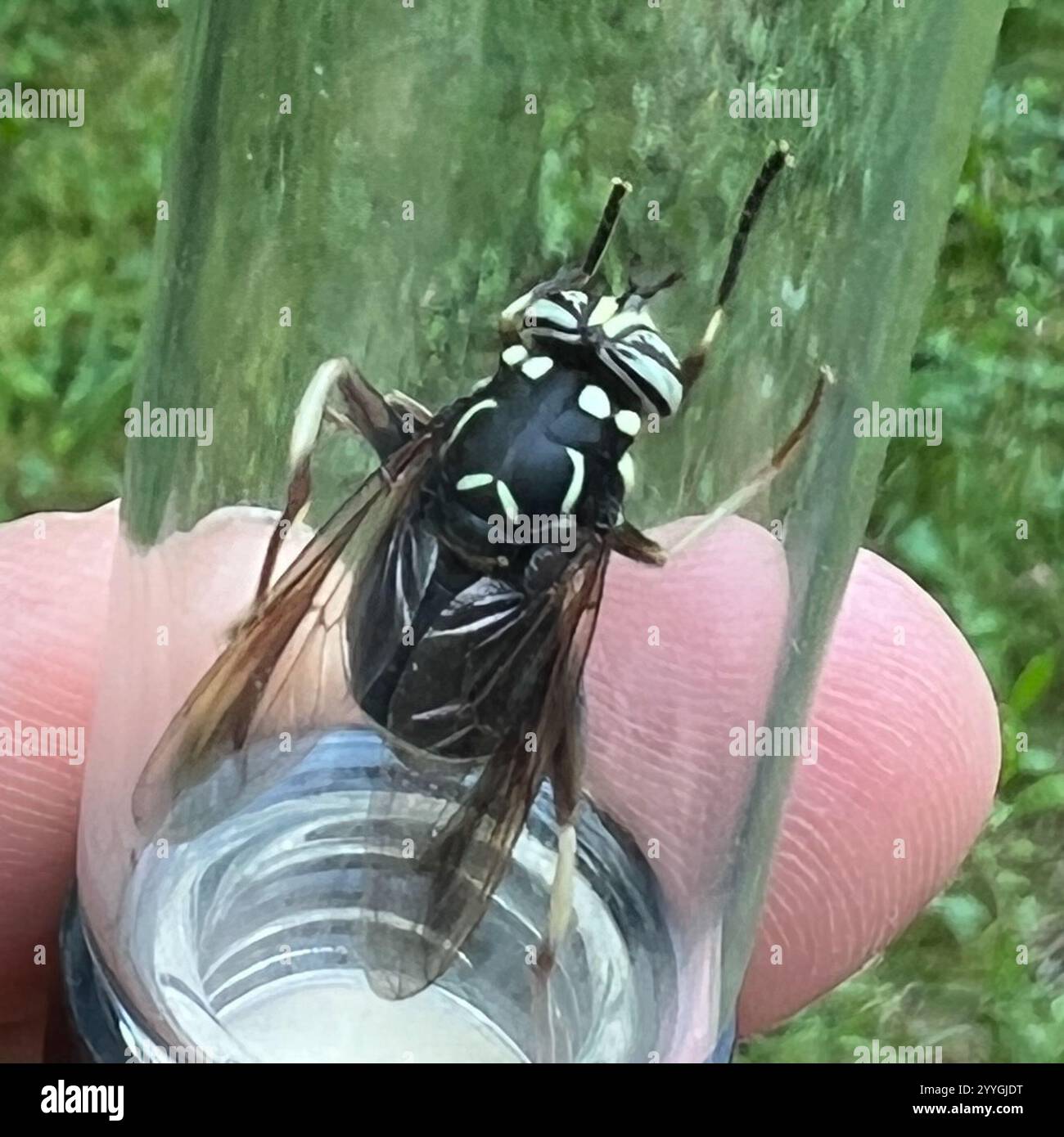 Bald-faced Hornet Fly (Spilomyia fusca Stock Photo - Alamy