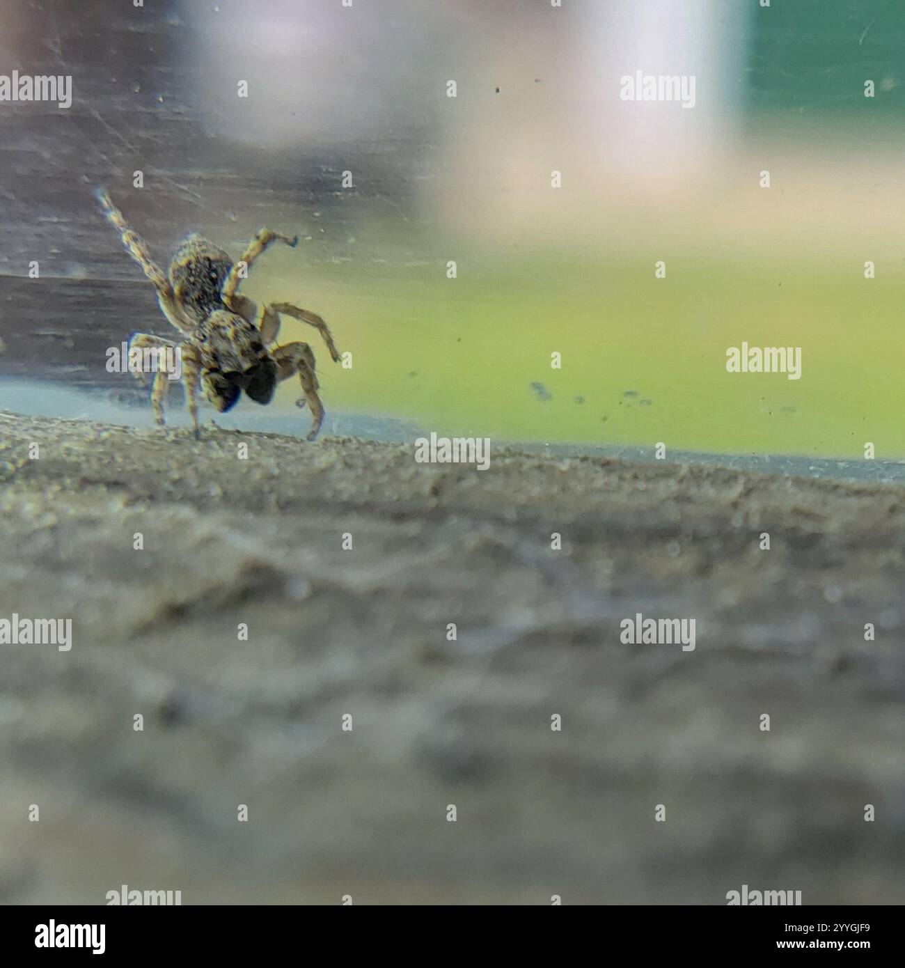 Asiatic Wall Jumping Spider (Attulus fasciger Stock Photo - Alamy