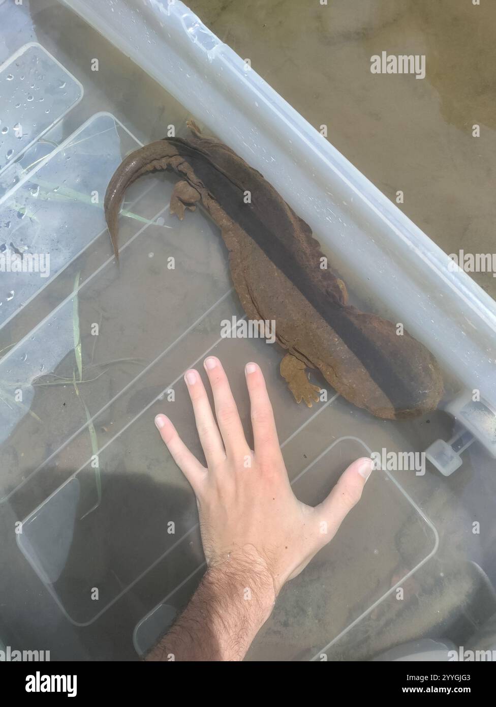 Eastern Hellbender (Cryptobranchus alleganiensis alleganiensis Stock ...
