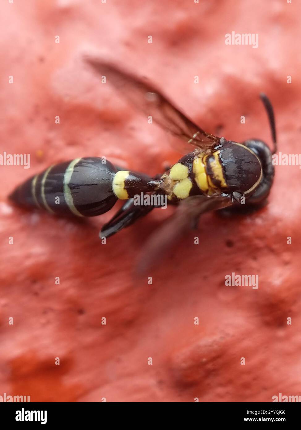 Yellow-banded Polybia Wasp (Polybia occidentalis Stock Photo - Alamy