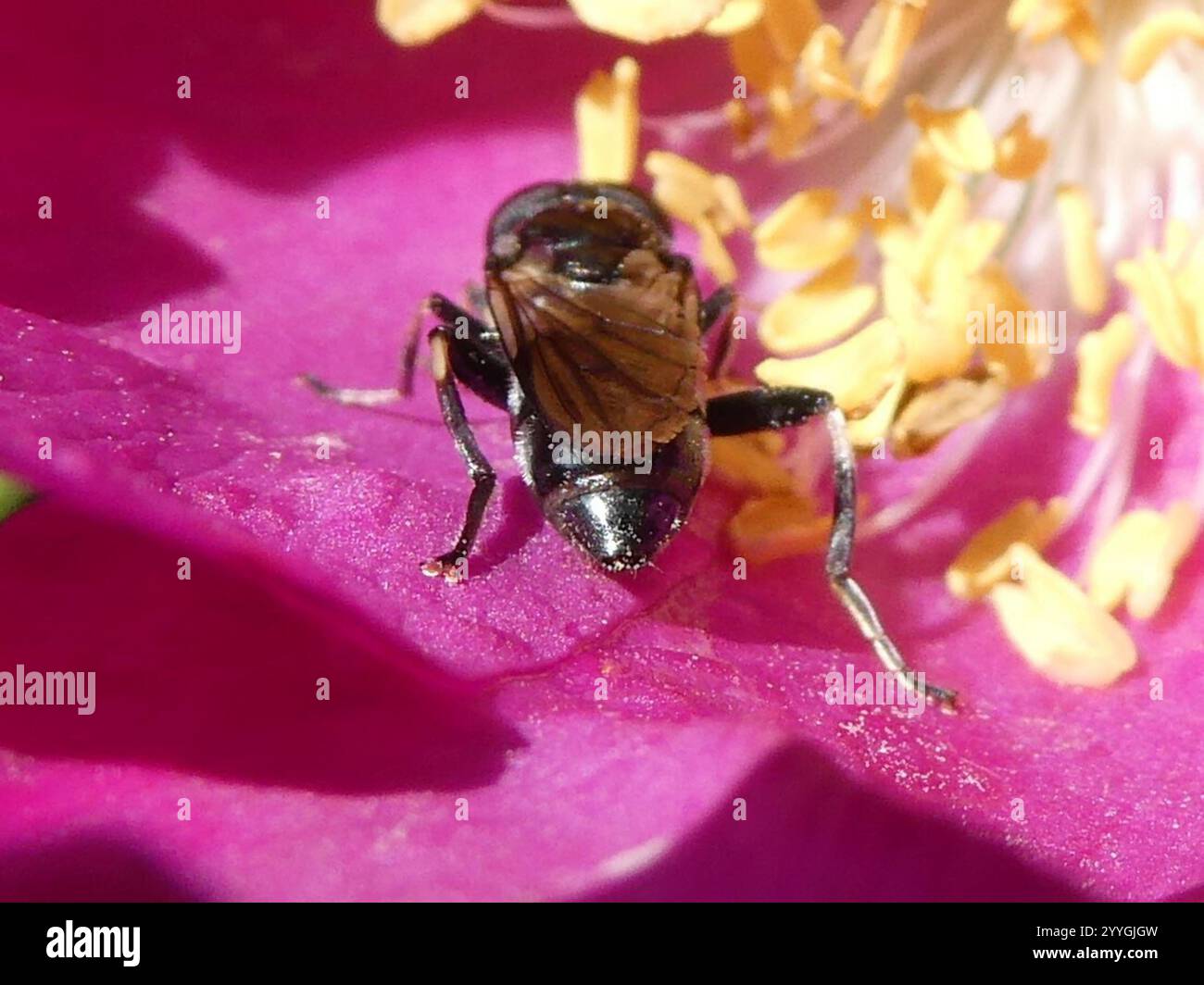 Leafwalkers and Forest Flies (Xylota Stock Photo - Alamy
