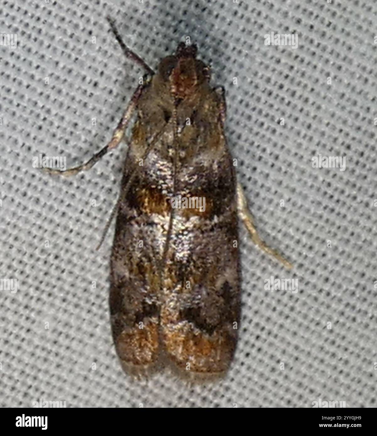 Conifer Coneworm Moths (Dioryctria Stock Photo - Alamy