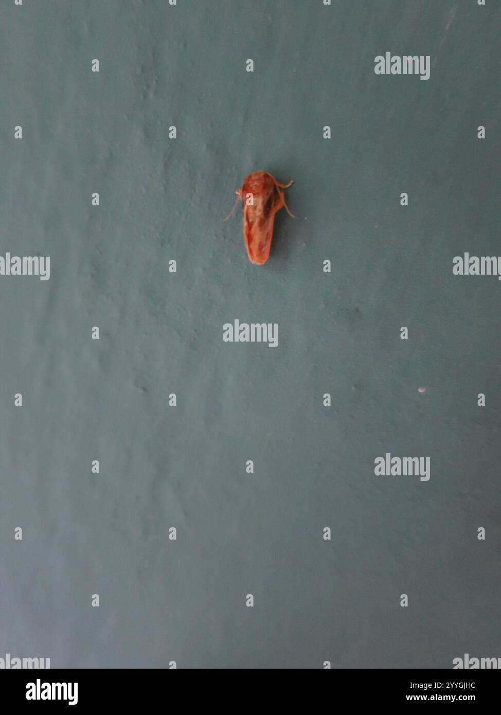 Flannel, Slug Caterpillar, Leaf Skeletonizer, and Allied Moths ...