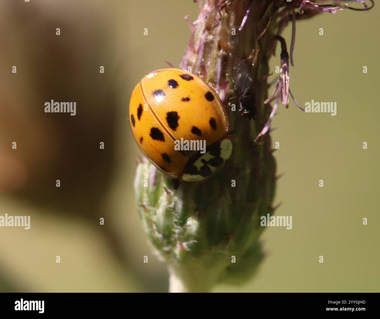 Asian Lady Beetle (Harmonia axyridis Stock Photo - Alamy