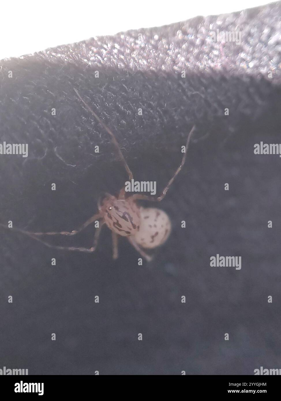 Common Spitting Spider (Scytodes thoracica Stock Photo - Alamy