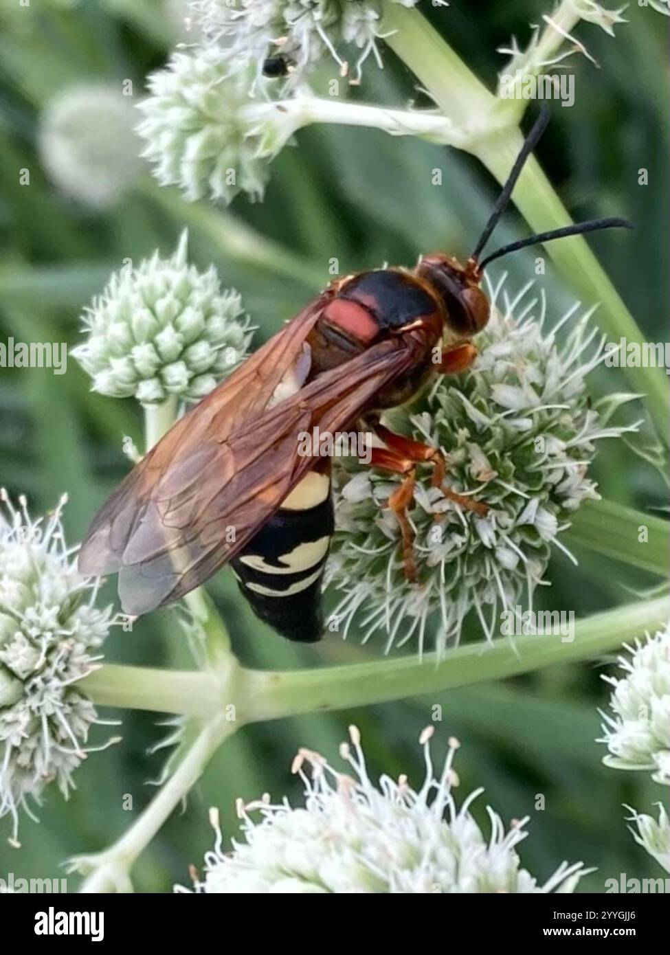 Eastern Cicada-killer Wasp (Sphecius speciosus Stock Photo - Alamy