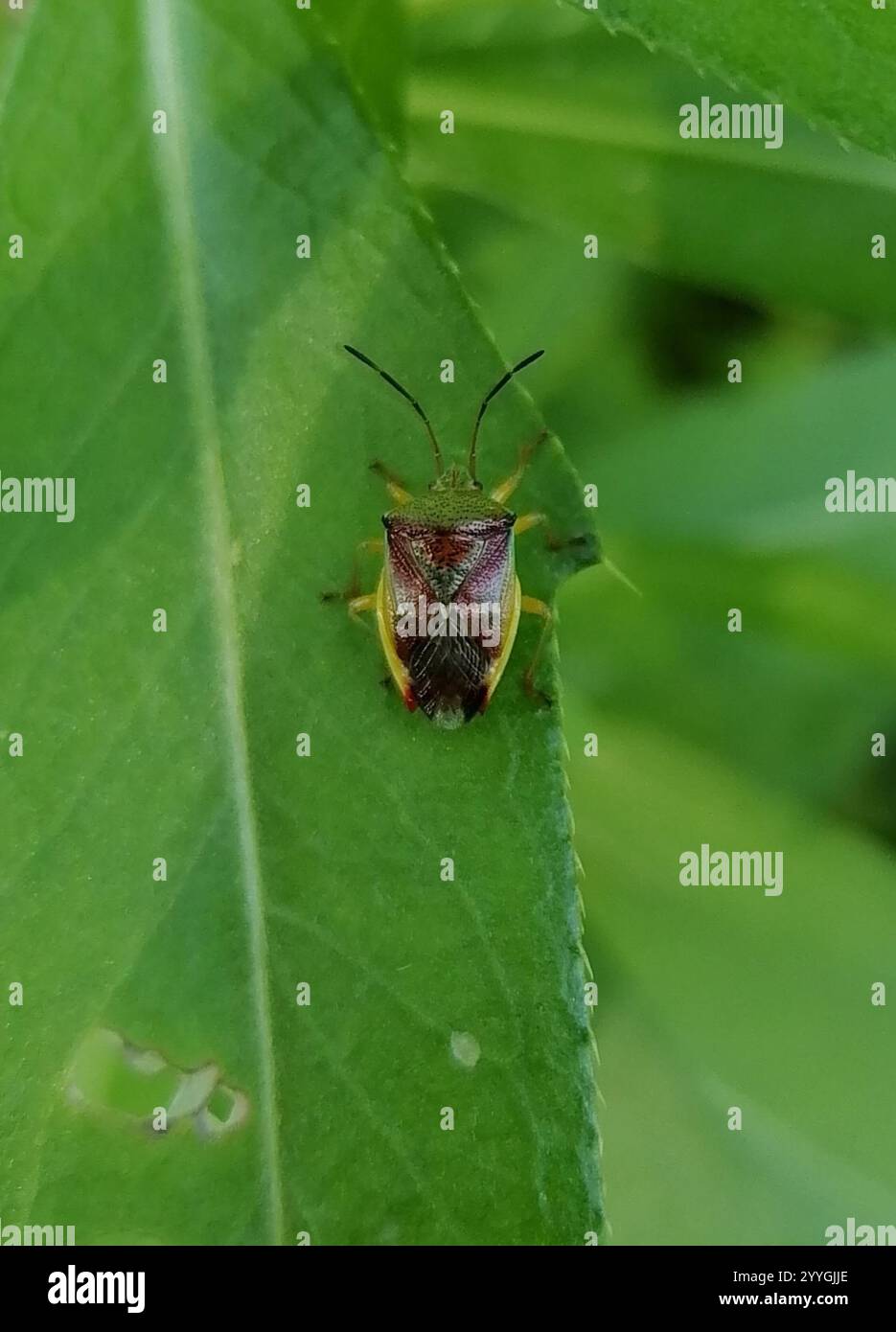 Birch Shield Bug (Elasmostethus interstinctus Stock Photo - Alamy