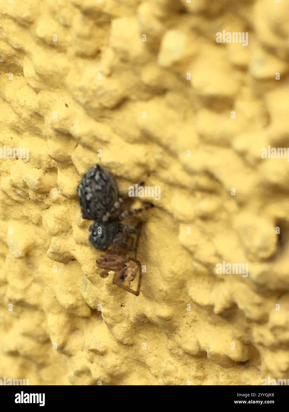 Attulus pubescens hi-res stock photography and images - Alamy