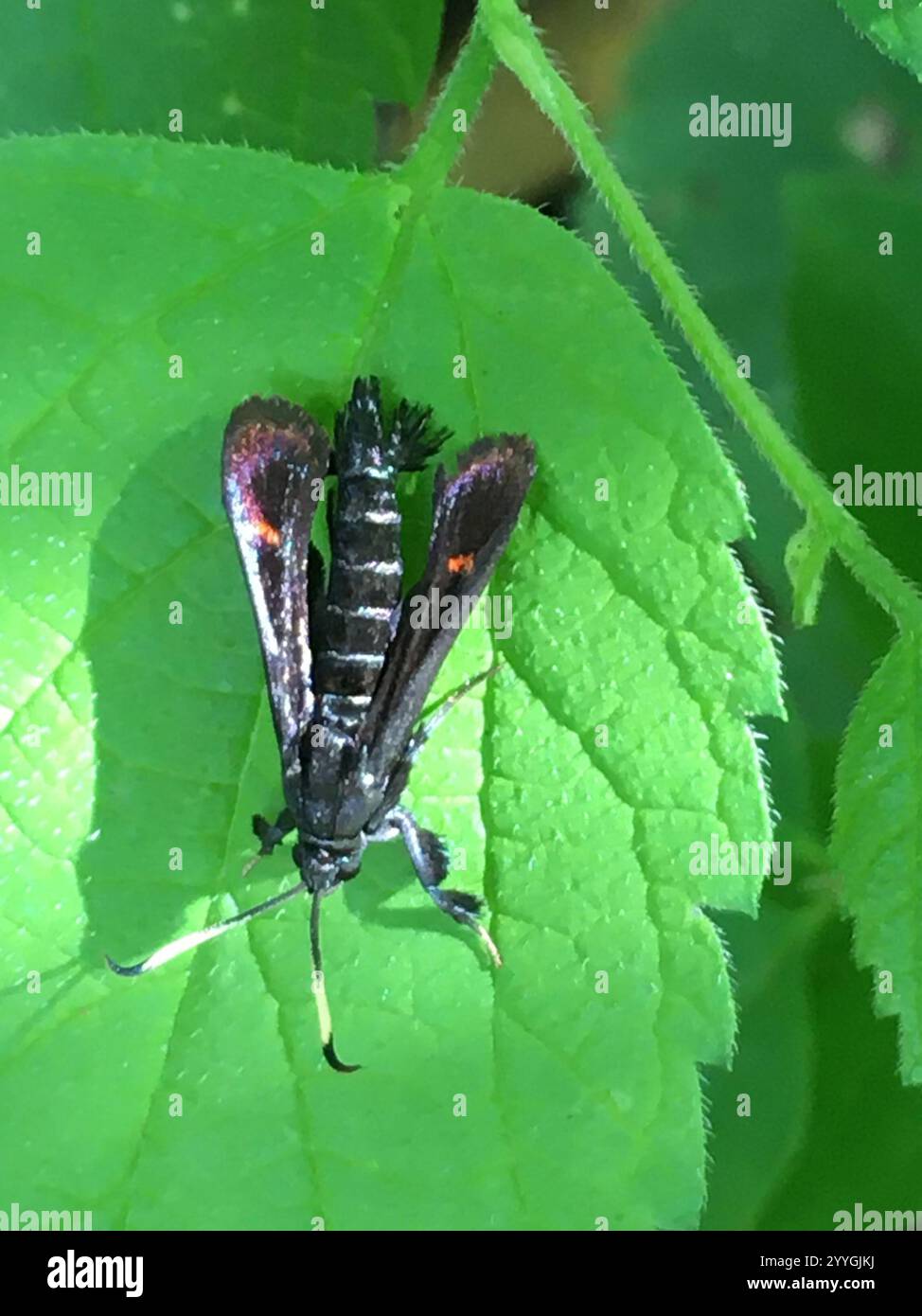 Virginia Creeper Clearwing (Albuna fraxini Stock Photo - Alamy