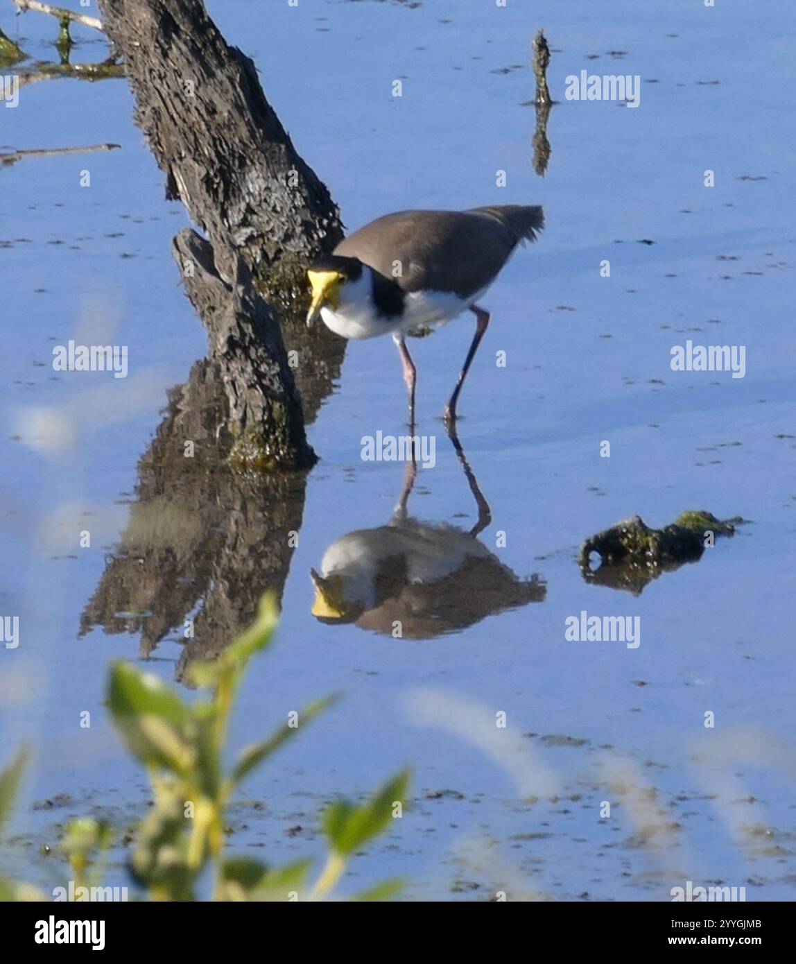 Black-shouldered Masked Lapwing (Vanellus miles novaehollandiae Stock ...