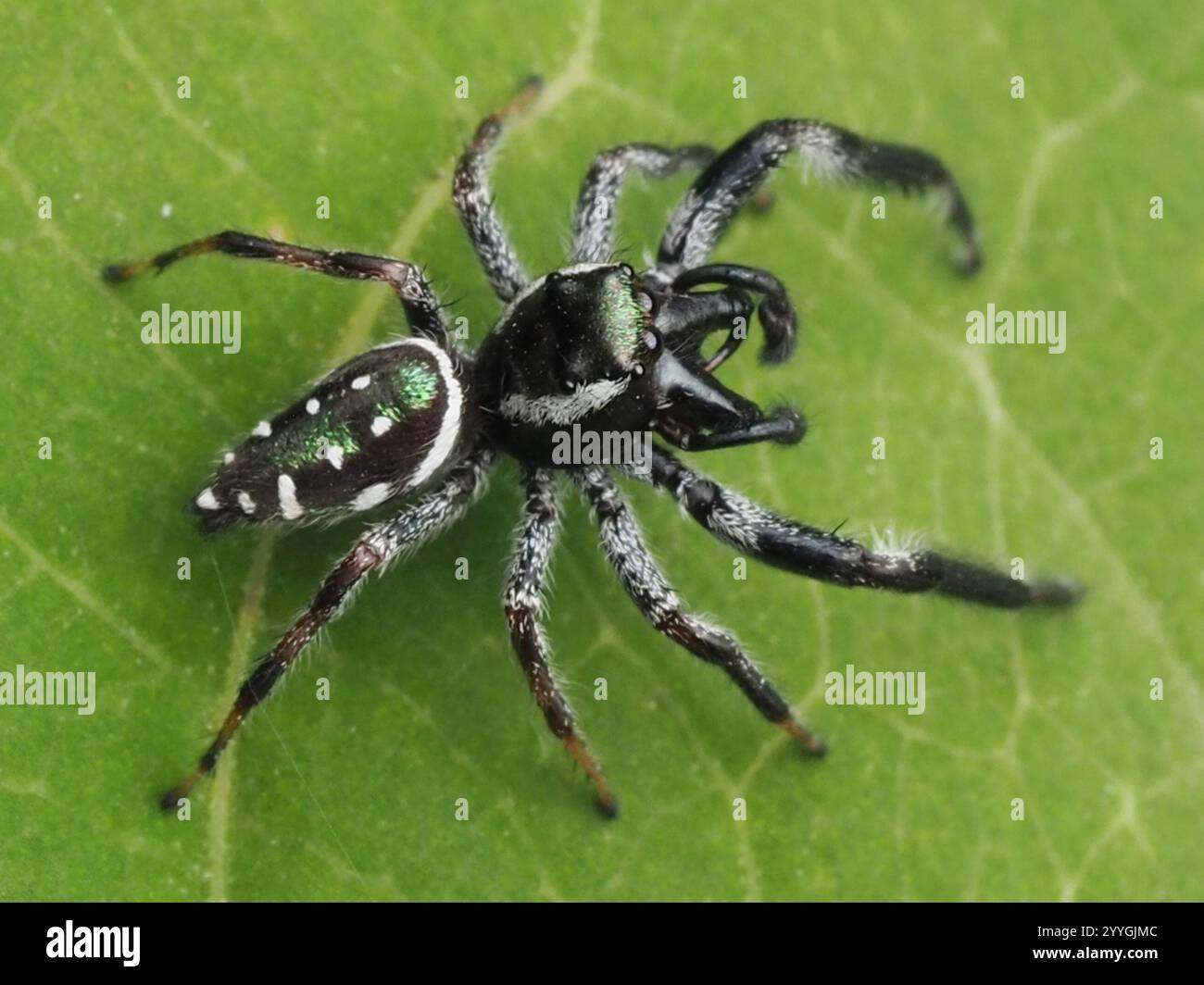 Golden Jumping Spider (Paraphidippus aurantius Stock Photo - Alamy