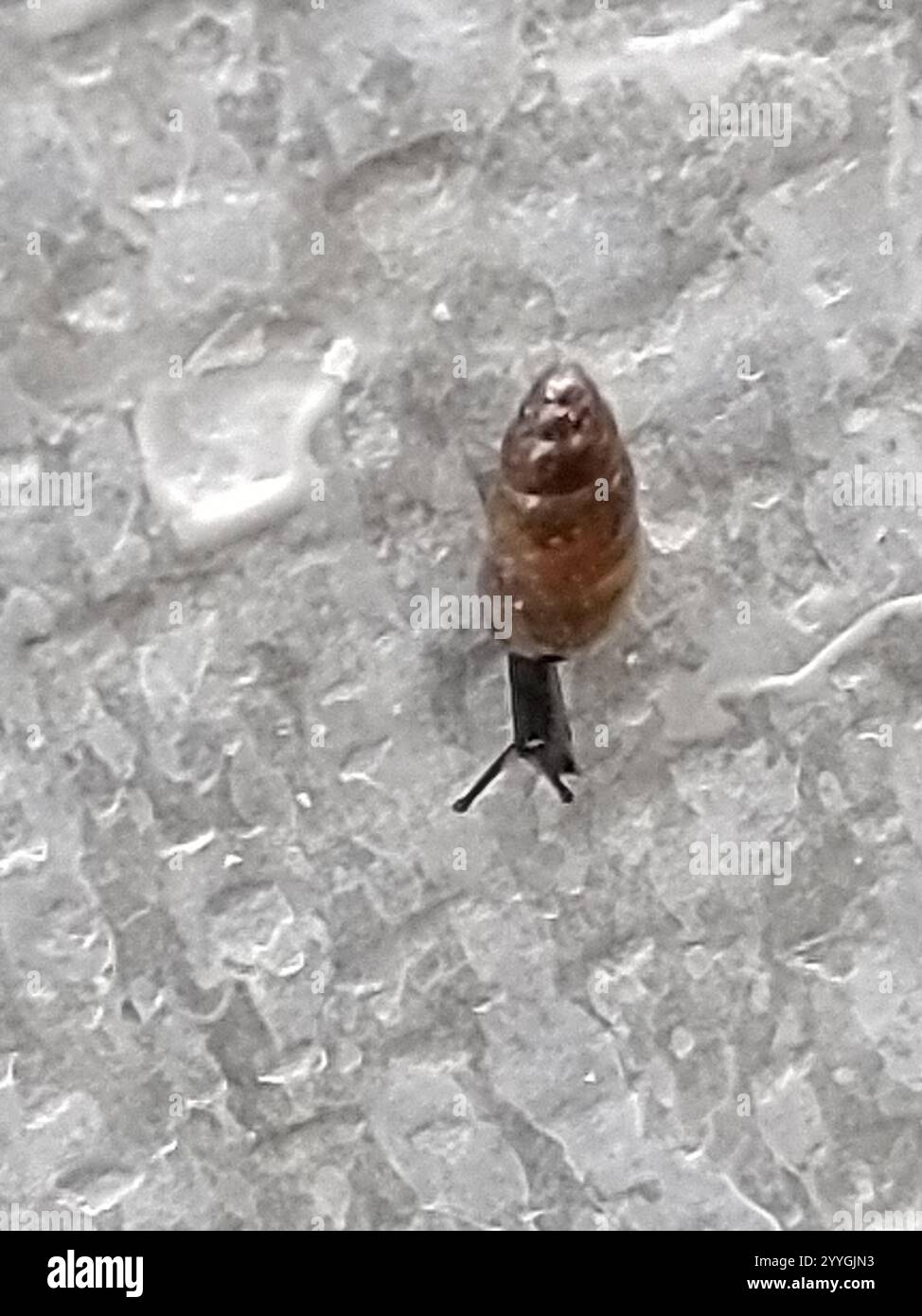 Cochlicopa lubrica hi-res stock photography and images - Alamy