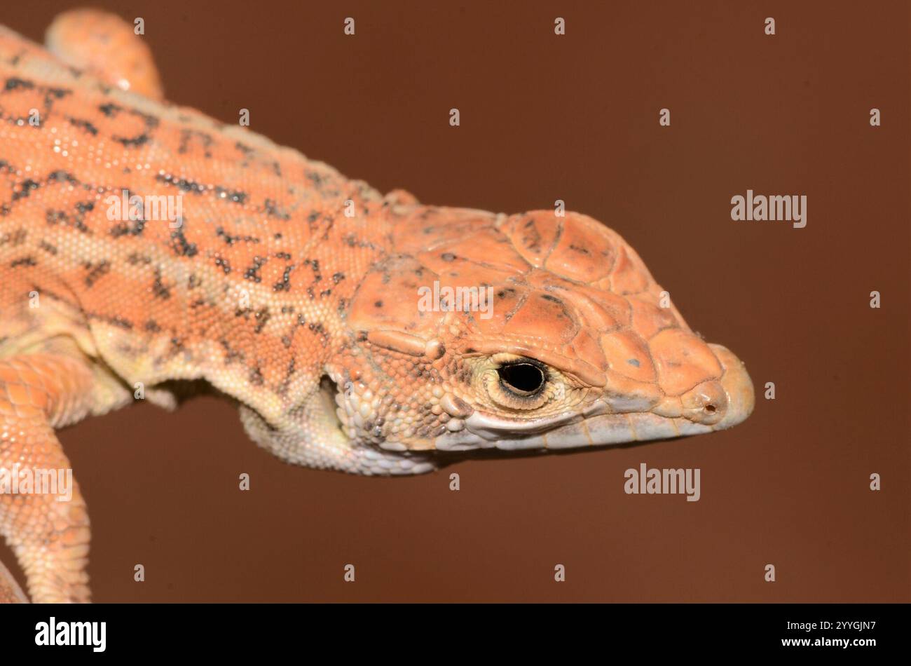 Spotted Desert Lizard (Meroles suborbitalis Stock Photo - Alamy