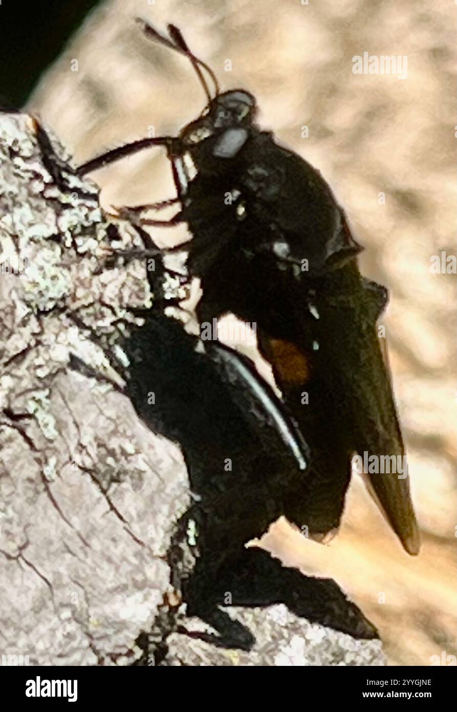 Clubbed Mydas Fly (Mydas clavatus Stock Photo - Alamy