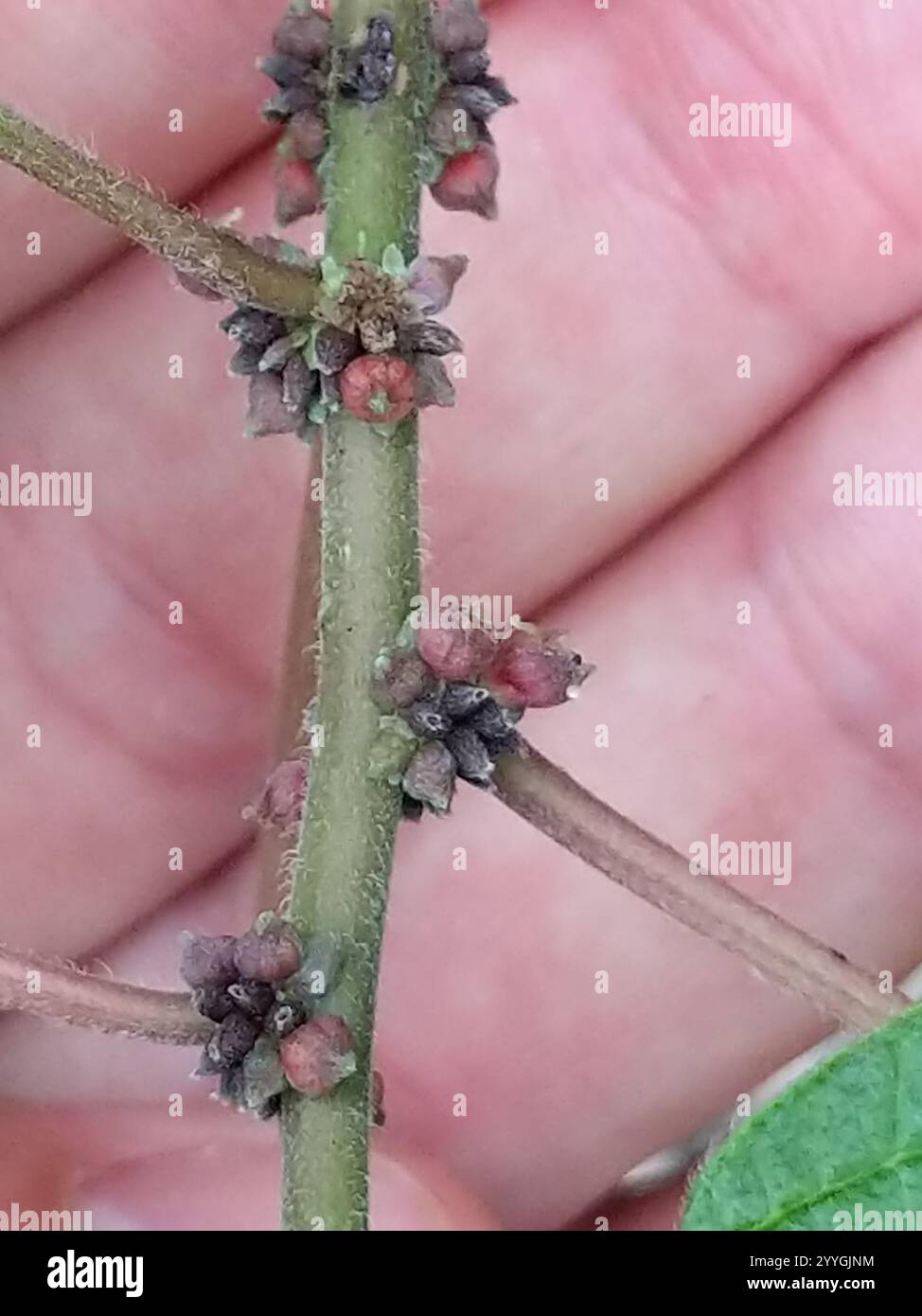 nettle family (Urticaceae Stock Photo - Alamy