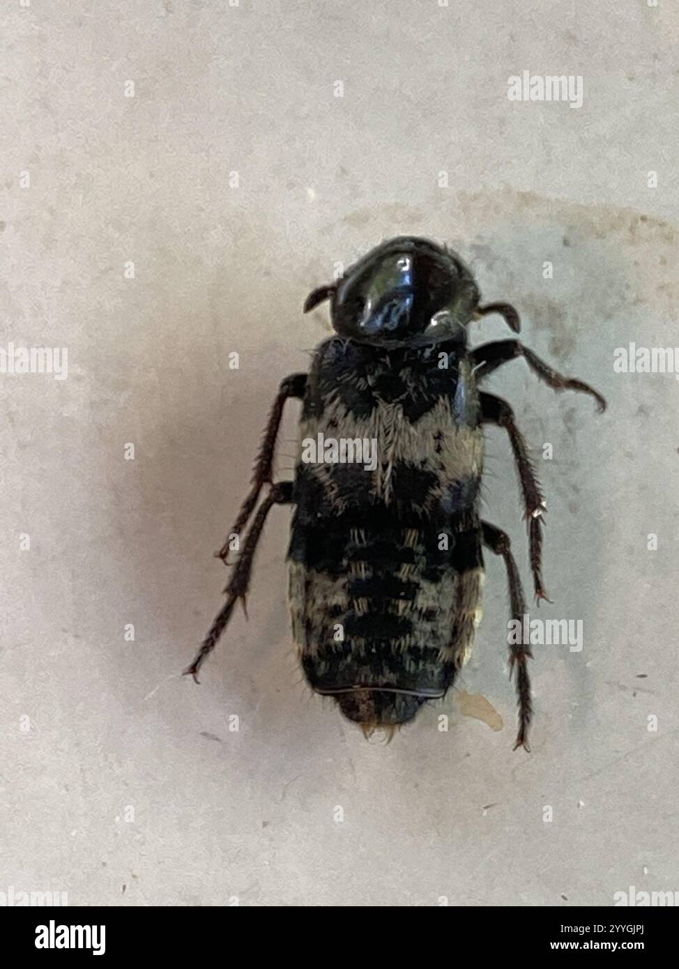 Creophilus maxillosus hi-res stock photography and images - Alamy