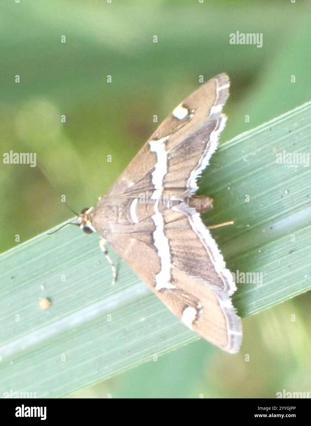 Hawaiian Beet Webworm Moth (Spoladea recurvalis Stock Photo - Alamy
