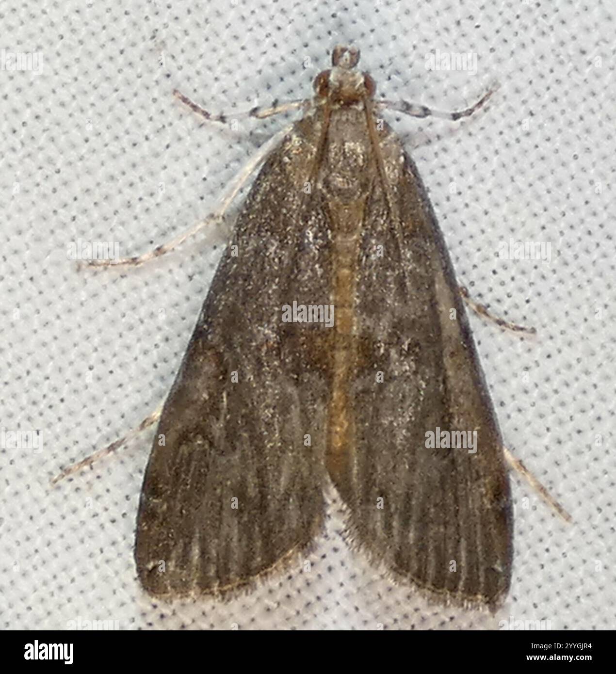 Waterlily Borer Moth (Elophila gyralis Stock Photo - Alamy