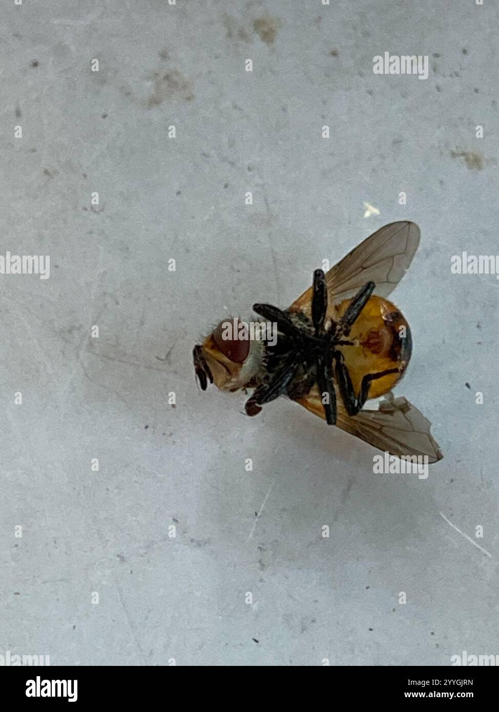 Ladybird Fly (Gymnosoma rotundatum Stock Photo - Alamy