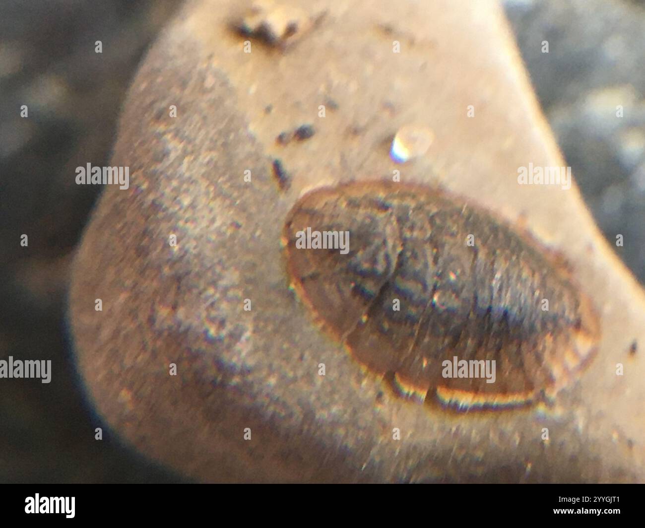Herrick's Water Penny Beetle (Psephenus herricki Stock Photo - Alamy