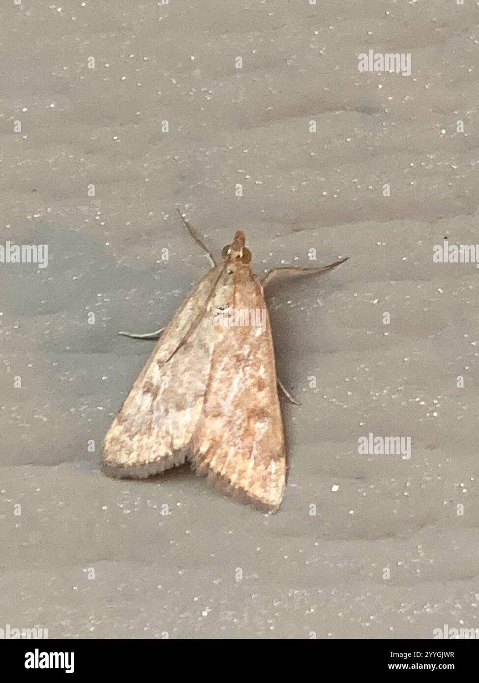 Garden Webworm Moth (Achyra rantalis Stock Photo - Alamy