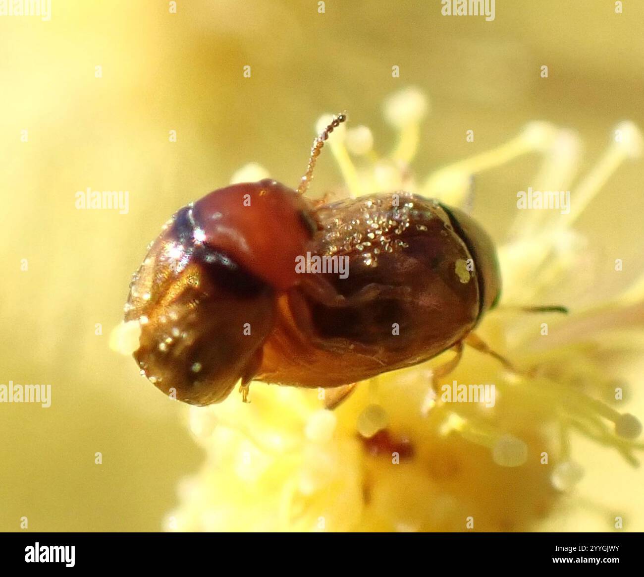 Case-bearing Leaf Beetles (Cryptocephalinae Stock Photo - Alamy