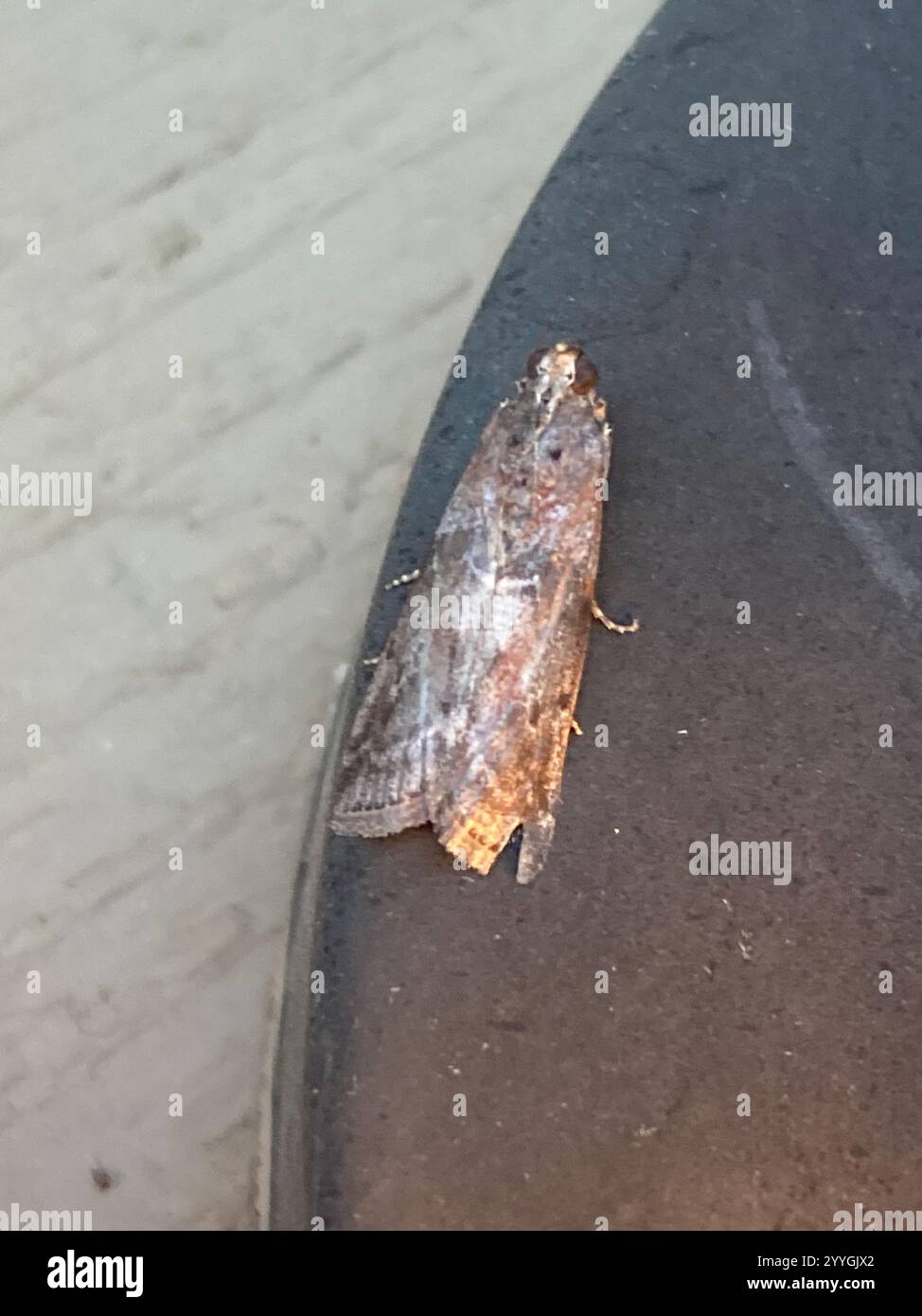 Black-spotted Leafroller Moth (Sciota virgatella Stock Photo - Alamy