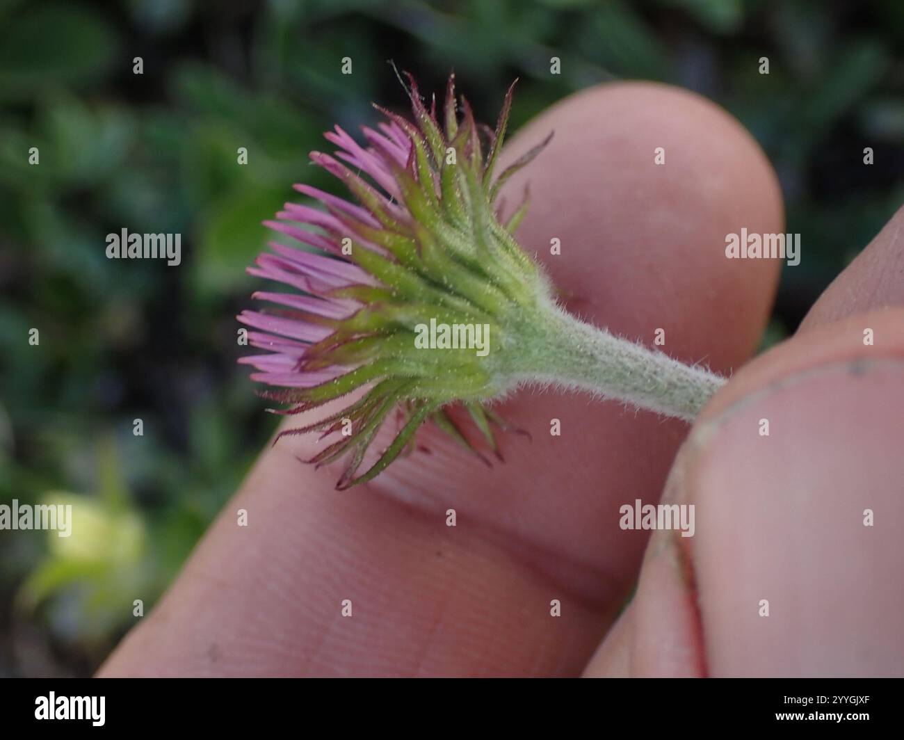 Subalpine Fleabane (Erigeron glacialis Stock Photo - Alamy