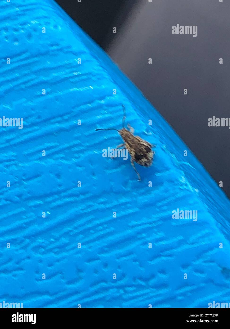 Peach Root Weevil (Pseudoedophrys hilleri Stock Photo - Alamy