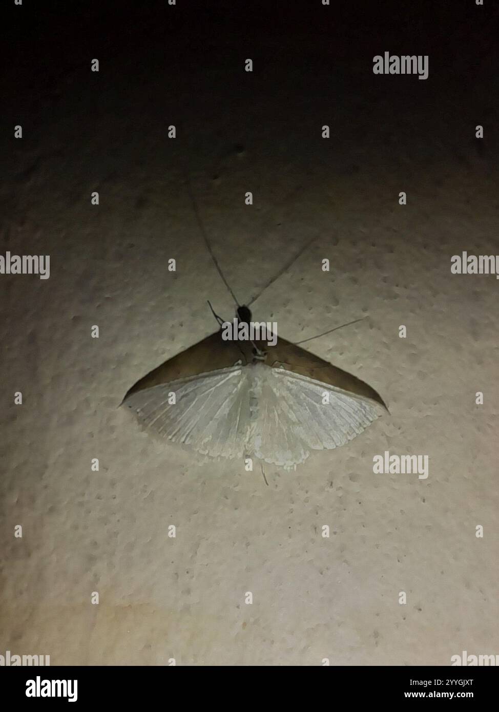 Geometer Moths (Geometridae Stock Photo - Alamy