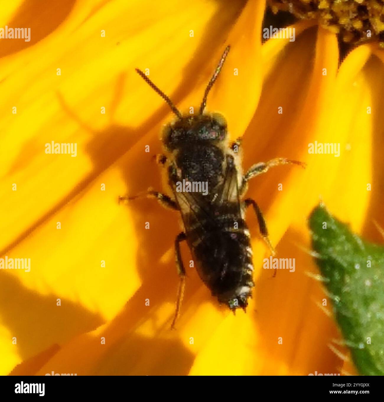 Sharptail Bees (Coelioxys Stock Photo - Alamy