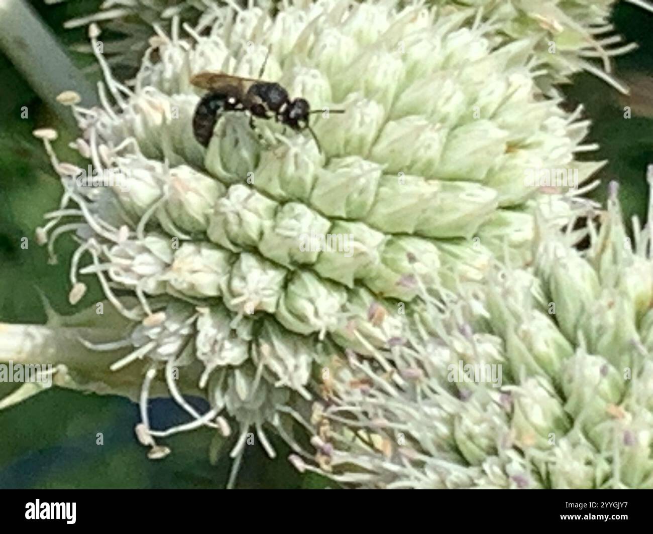 Masked Bees (Hylaeus Stock Photo - Alamy