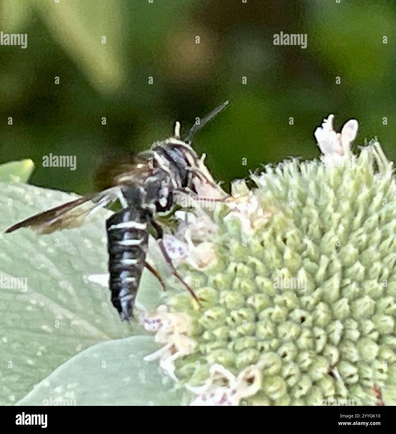 Sharptail Bees (Coelioxys Stock Photo - Alamy
