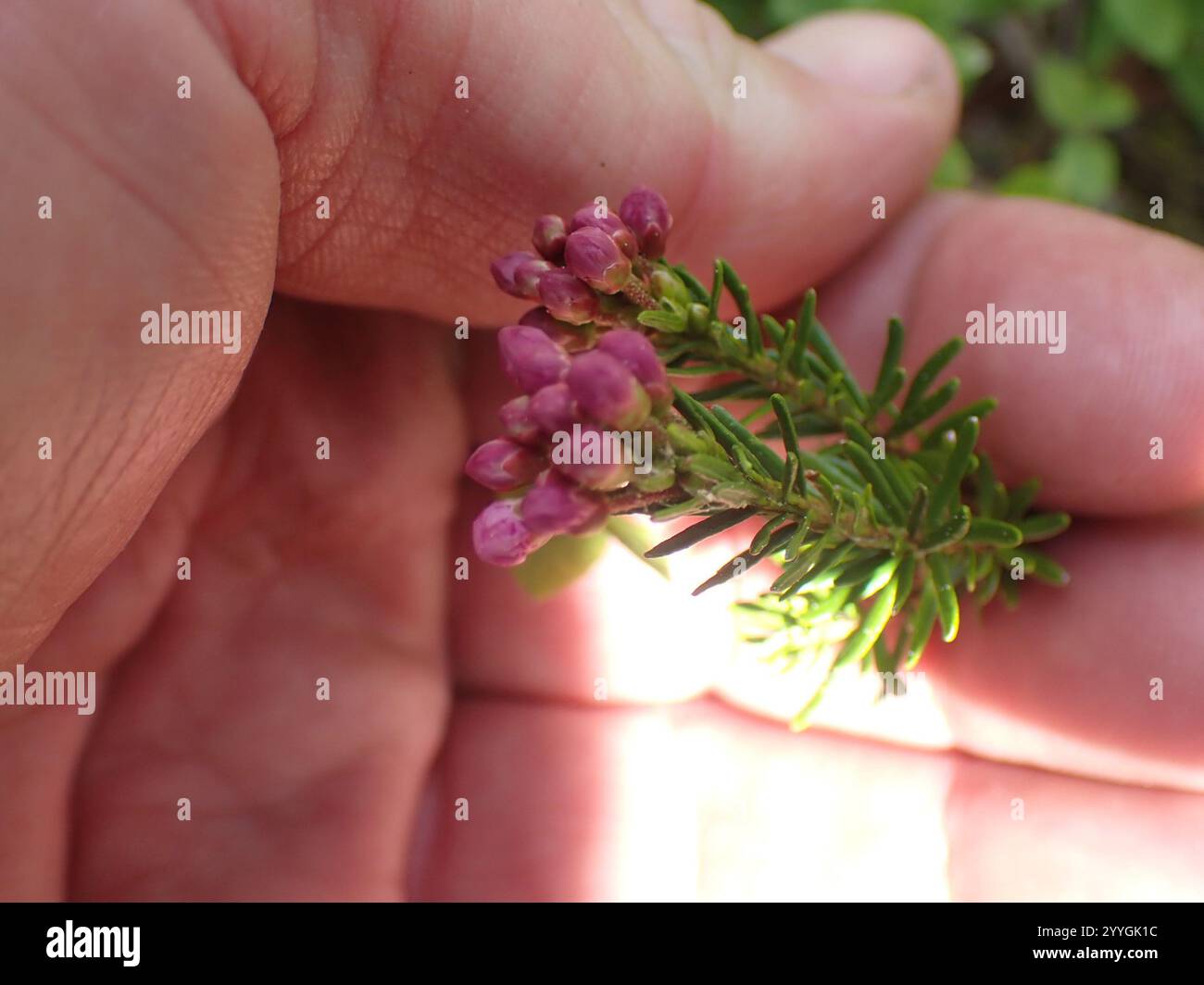 pink mountainheath (Phyllodoce empetriformis Stock Photo - Alamy