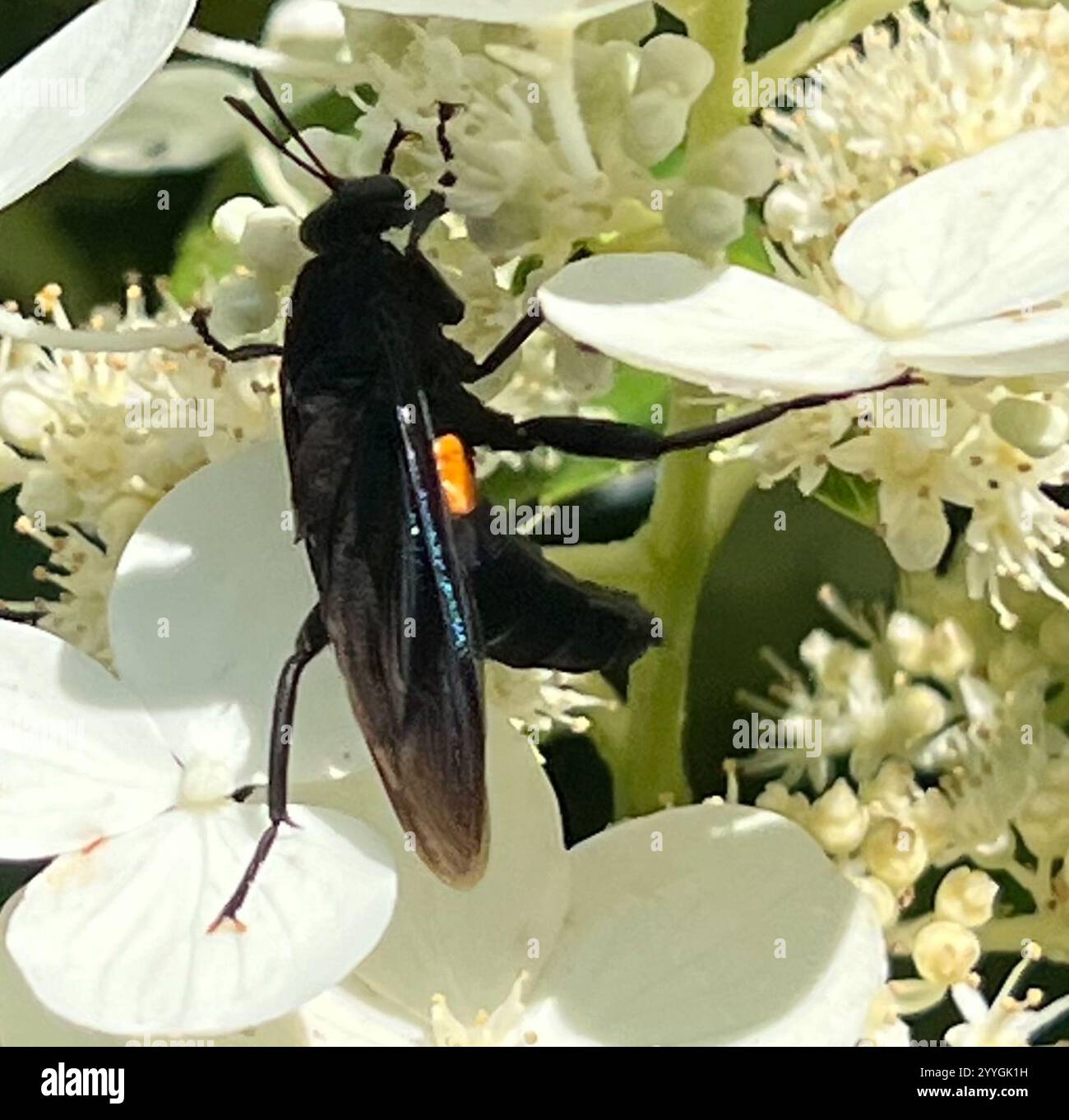 Clubbed Mydas Fly (Mydas clavatus Stock Photo - Alamy