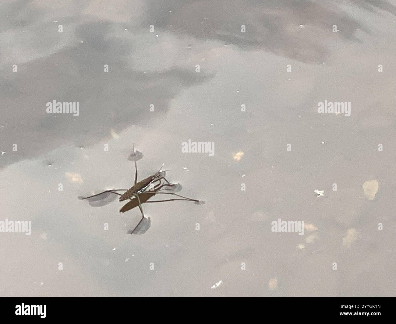 North American Common Water Strider (Aquarius remigis Stock Photo - Alamy