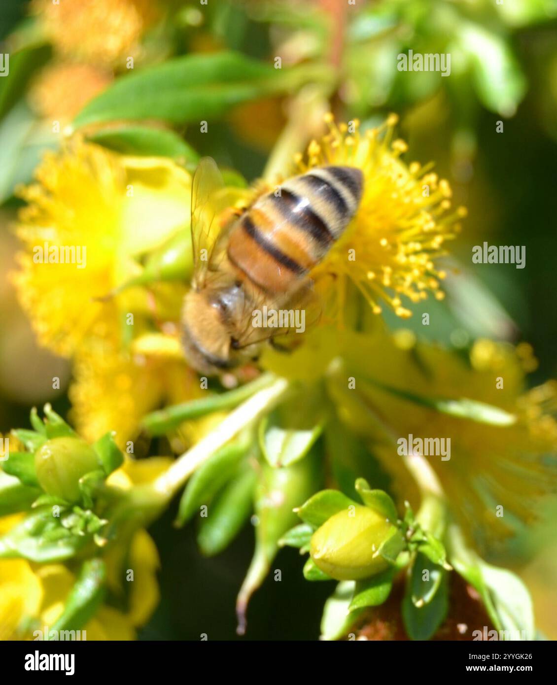 Western Honey Bee (Apis mellifera Stock Photo - Alamy