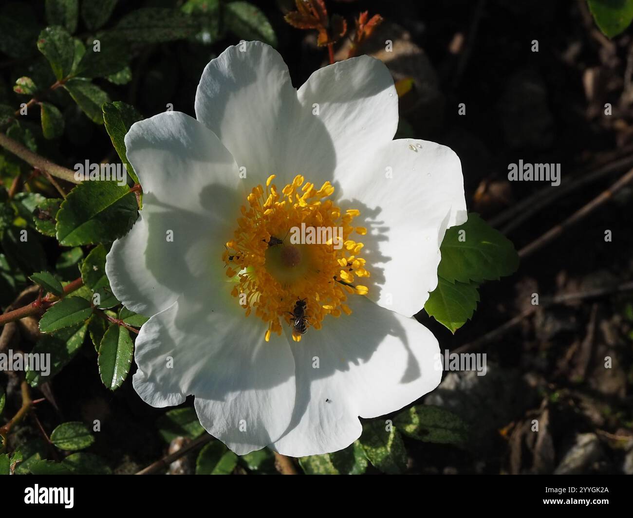 Rosa bracteata hi-res stock photography and images - Alamy