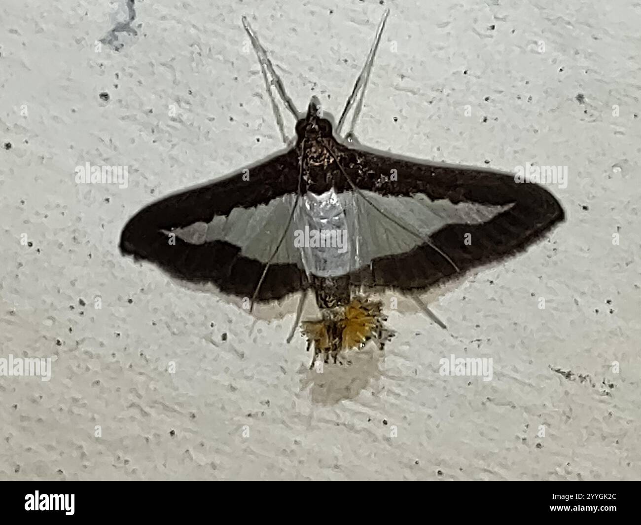 Cucumber Moth (Diaphania indica Stock Photo - Alamy