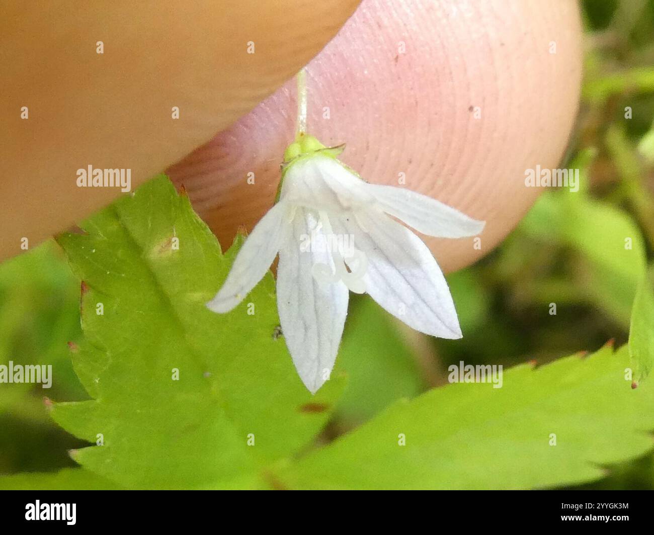 Marsh Bellflower (Palustricodon aparinoides Stock Photo - Alamy