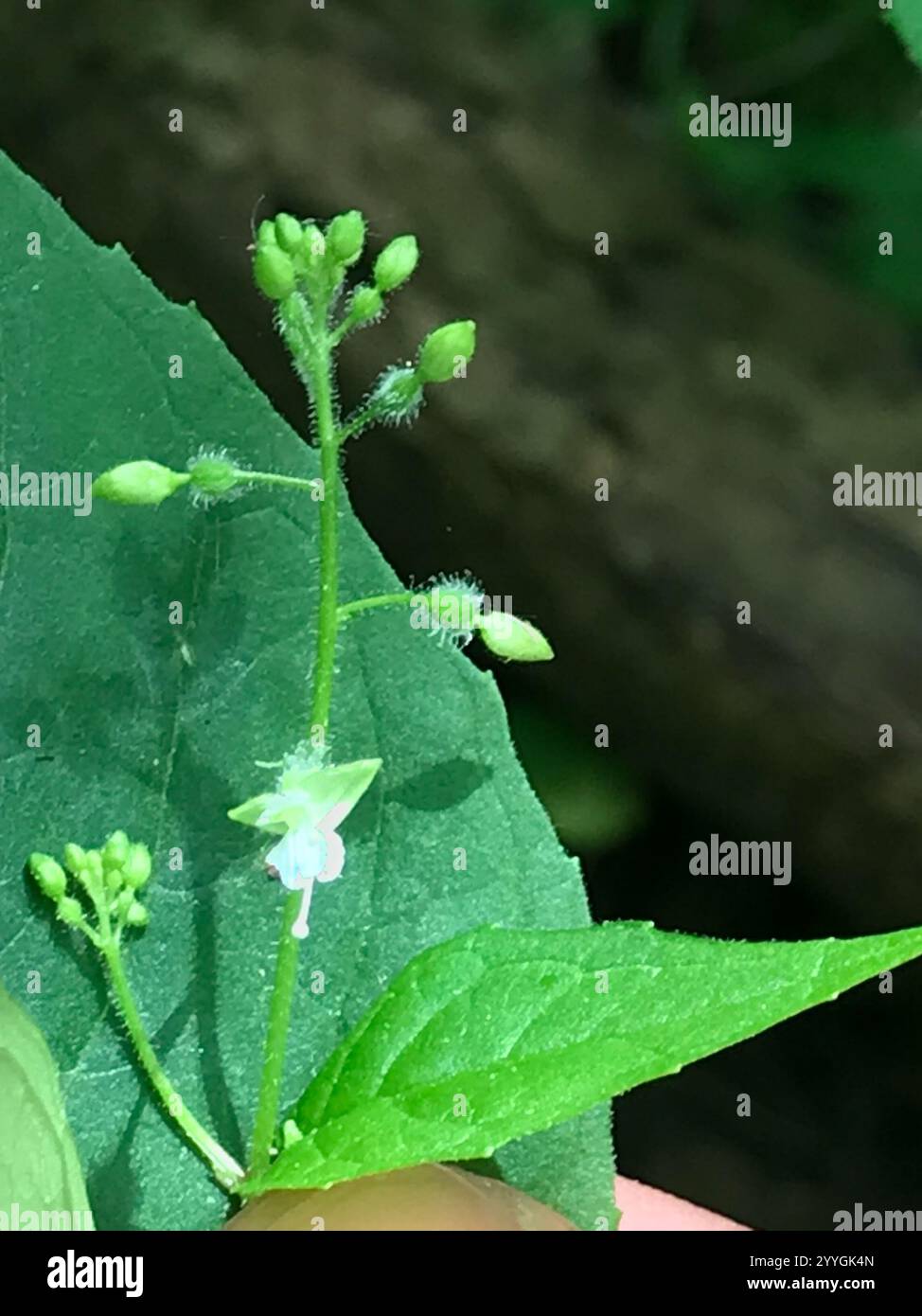 broadleaf enchanter's nightshade (Circaea canadensis Stock Photo - Alamy