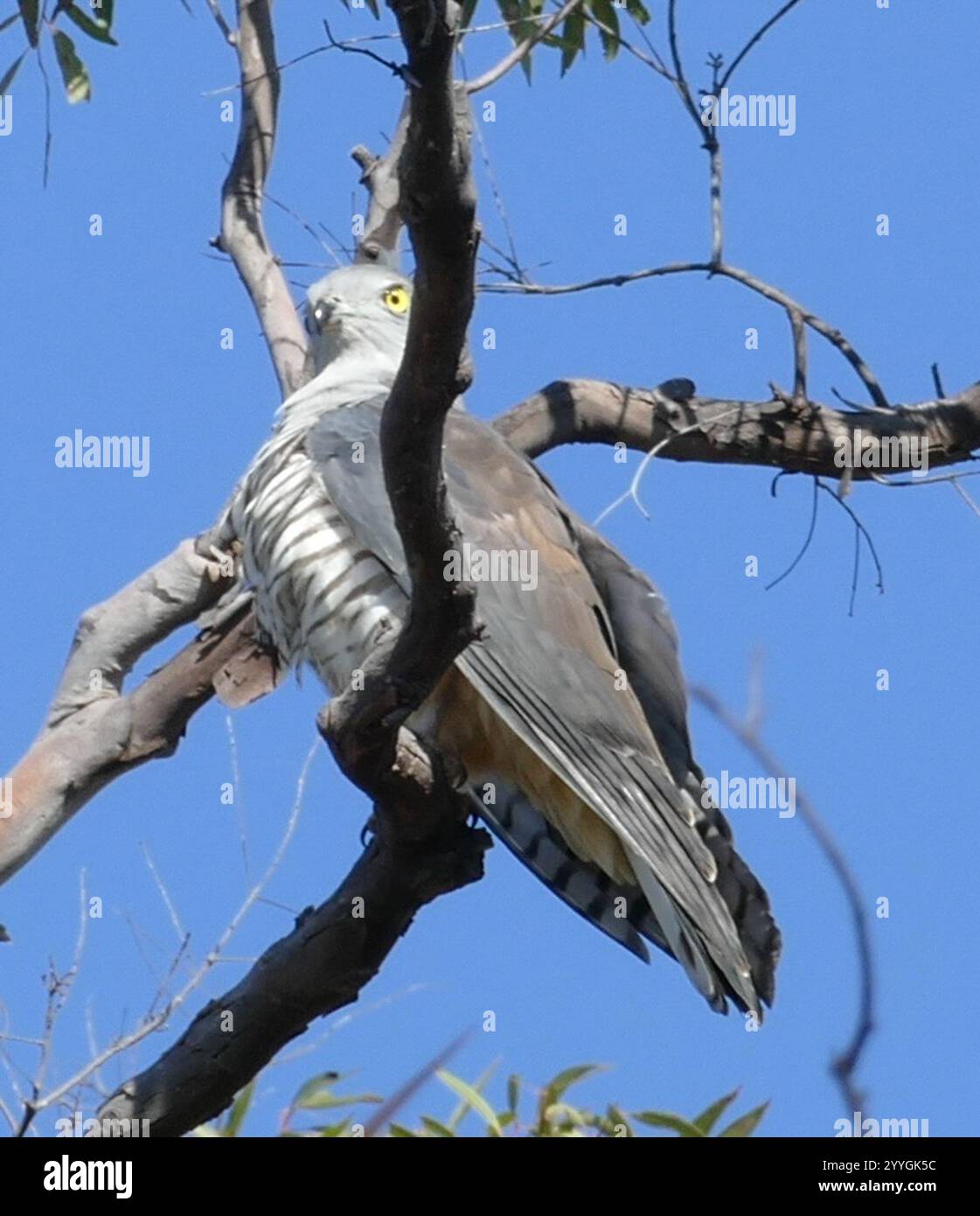 Pacific Baza (Aviceda subcristata Stock Photo - Alamy