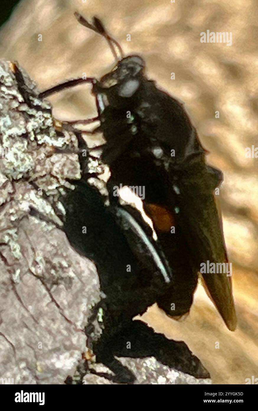 Clubbed Mydas Fly (Mydas clavatus Stock Photo - Alamy