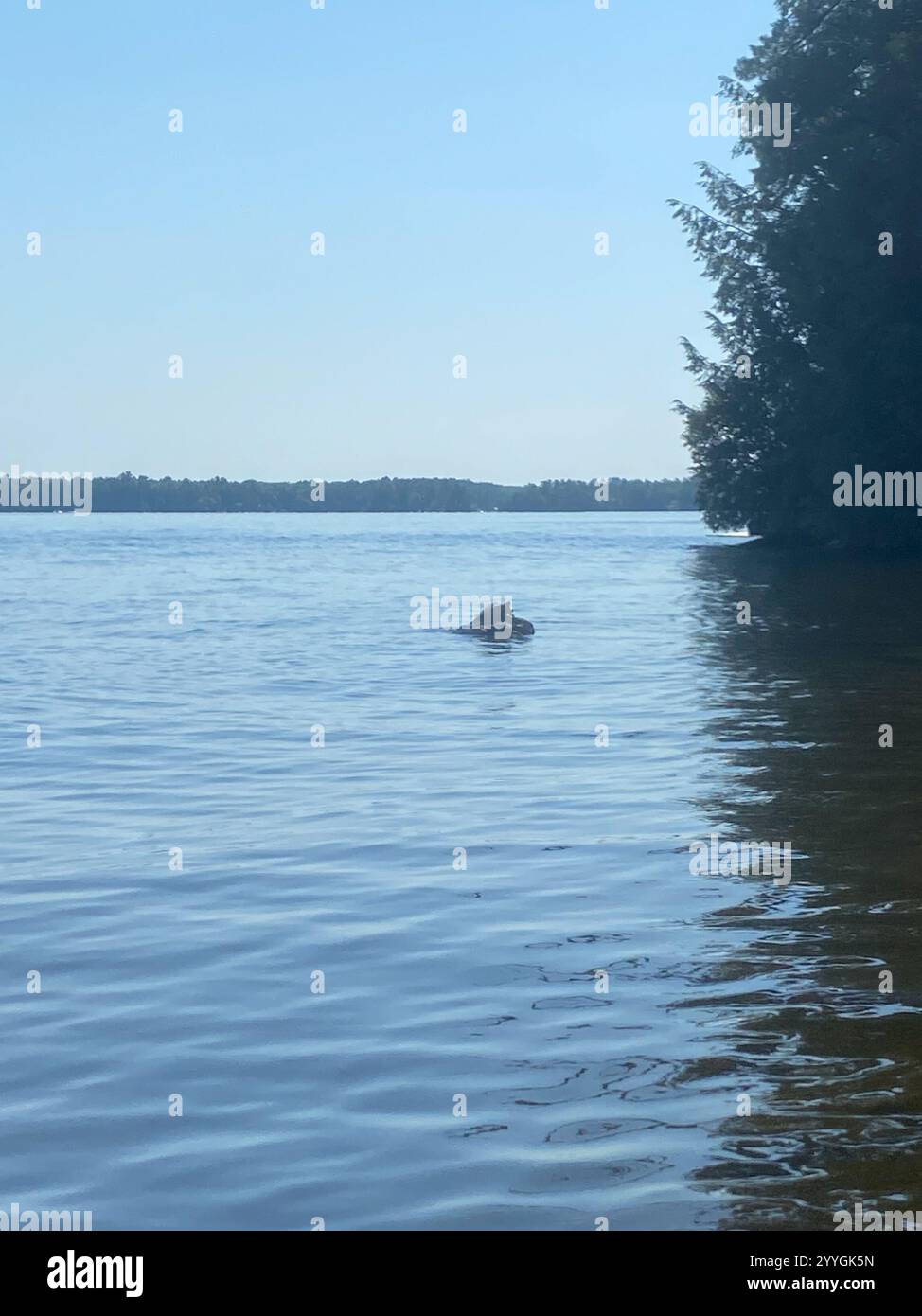 Northern Map Turtle (Graptemys geographica Stock Photo - Alamy