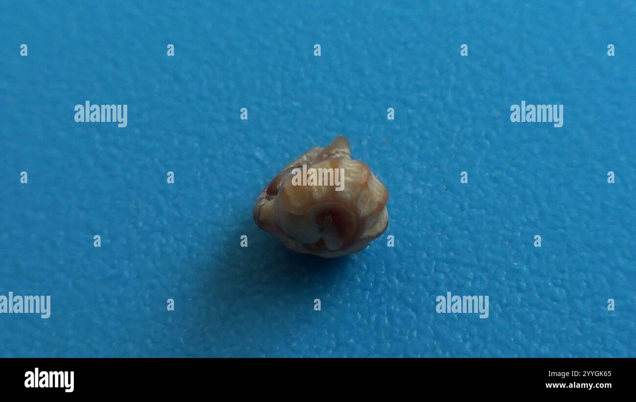 Murex Snails (Muricidae Stock Photo - Alamy